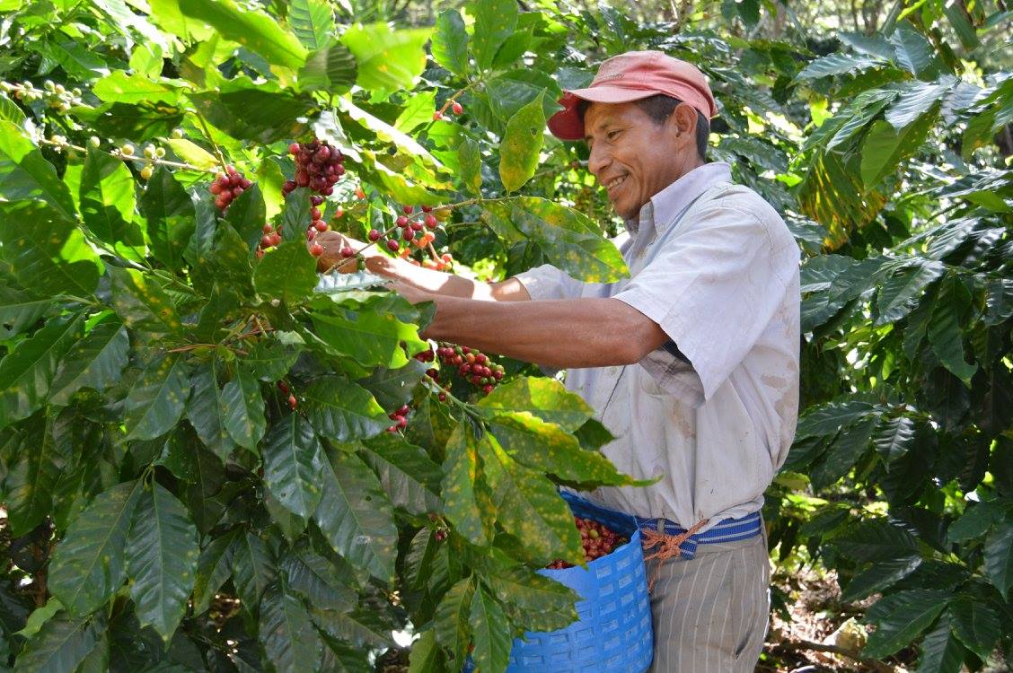 Marcala, Honduras | Lenca Farms